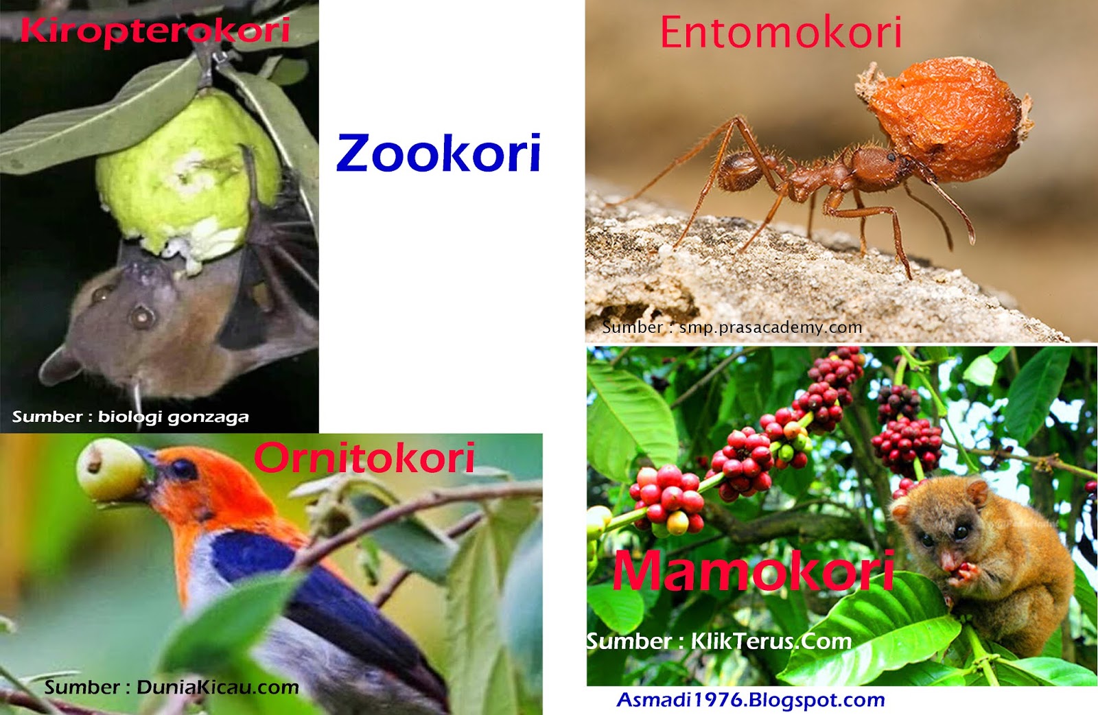 Penyebaranan Biji - POJOK IPA