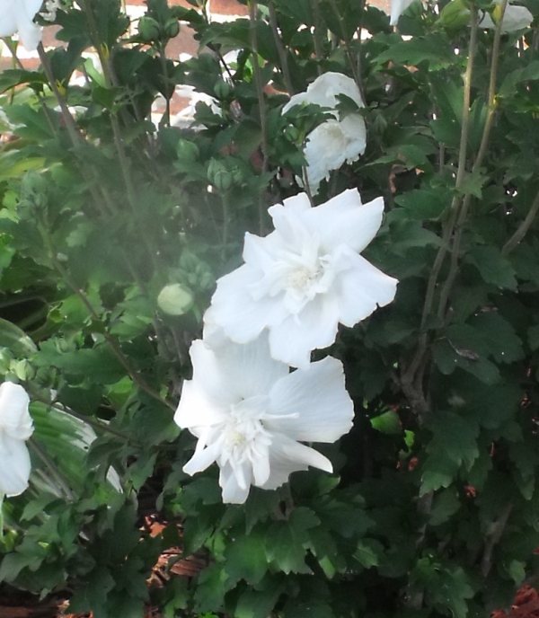The Madsen Garden: Shrub Althea Chiffon White