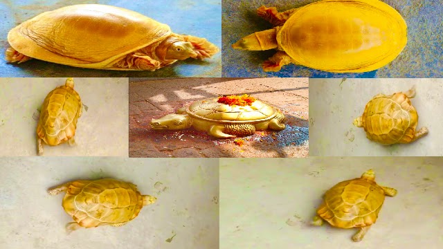 Golden Turtle - Info Update MK