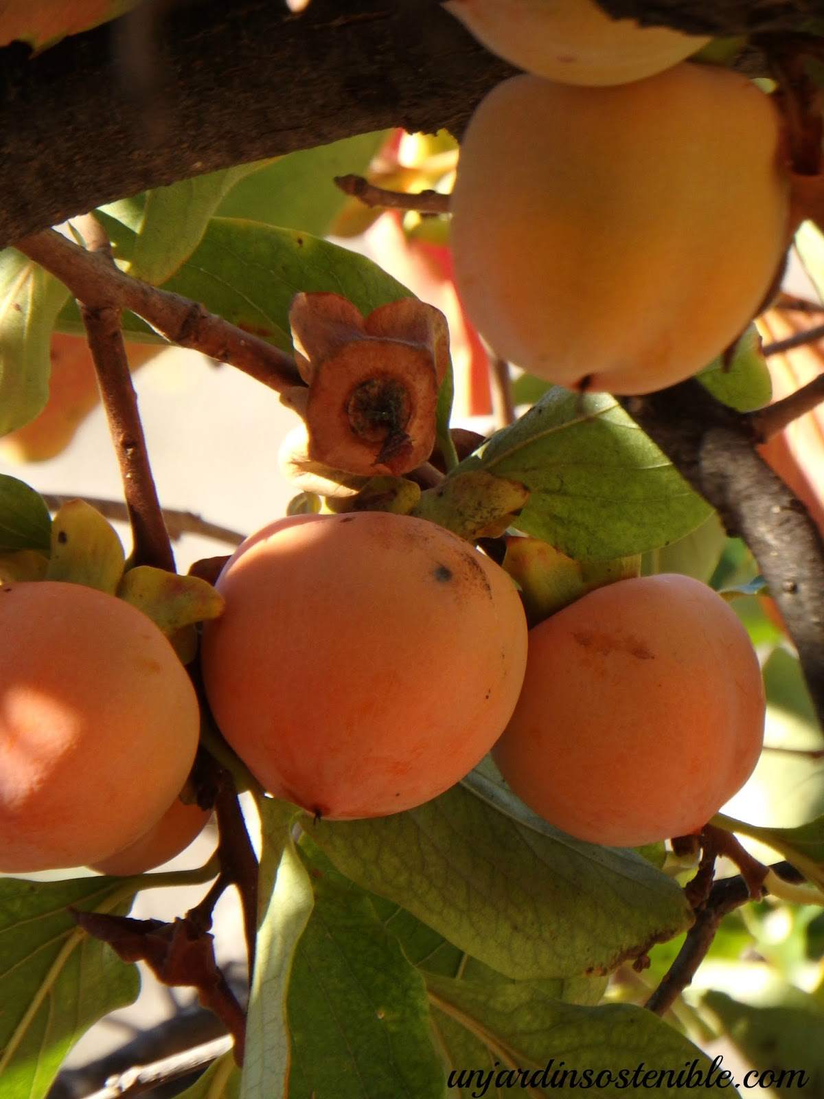 Diospyros Kaki (Caqui, Kaki, Palosanto, Lodoñero, etc.)