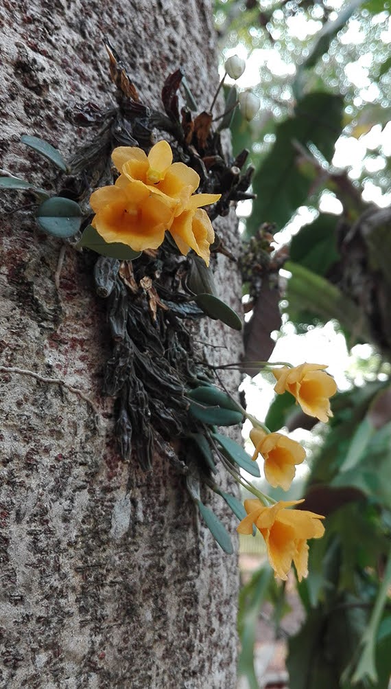 Dendrobium jenkinsii Wall. ex Lindl.