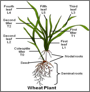 Los Angeles Bread Bakers: More on Wheat Tillering