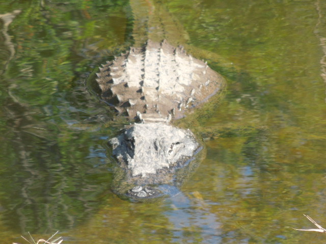 Round Circle: Gator!