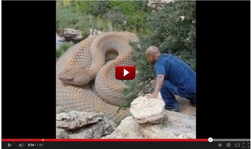 Facebook Updates : the world's biggest snake found alive!!! NEW 2013