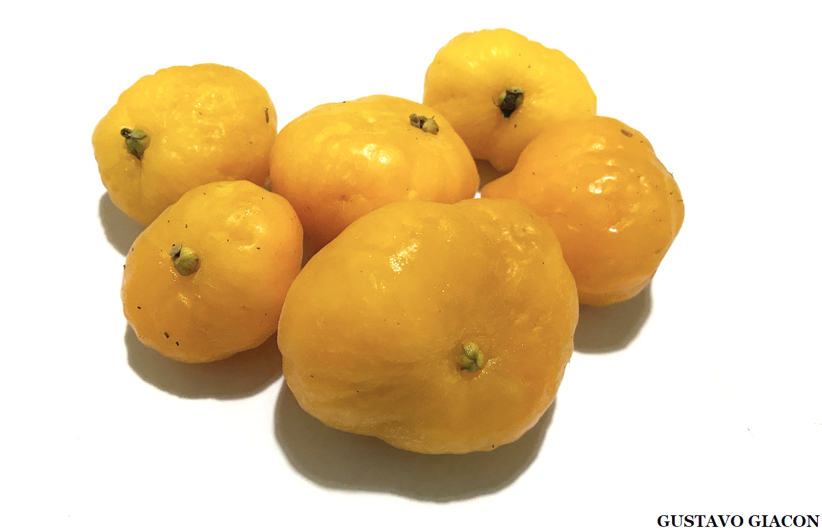 Viveiro Ciprest - Plantas Nativas e Exóticas: Uvaia Rugosa ( Eugenia ...