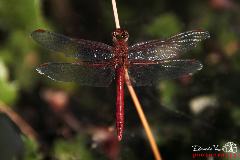 Grande Angular: Libelinha Vermelha