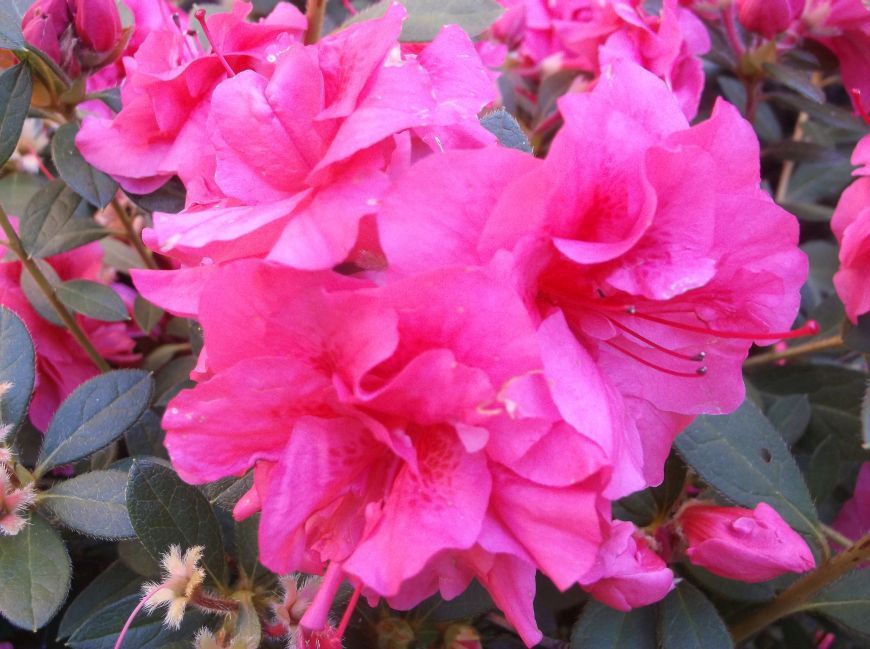 Future Plants by Randy Stewart: Encore Hybrid Azaleas
