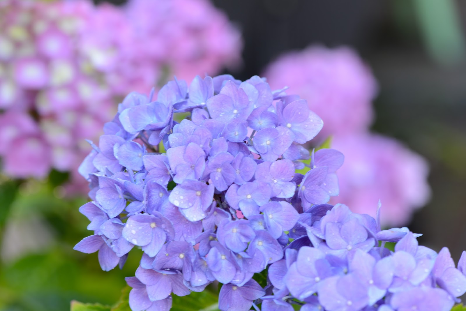 Hydrangea Love