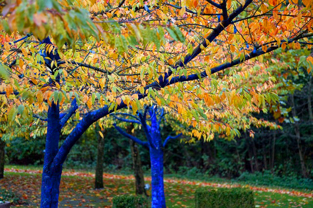 ALLPE Medio Ambiente Blog Medioambiente.org : Los árboles azules de ...