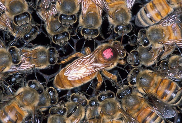 Ratu Lebah Madu, Hidup untuk Membunuh & Dibunuh | RE Tawon