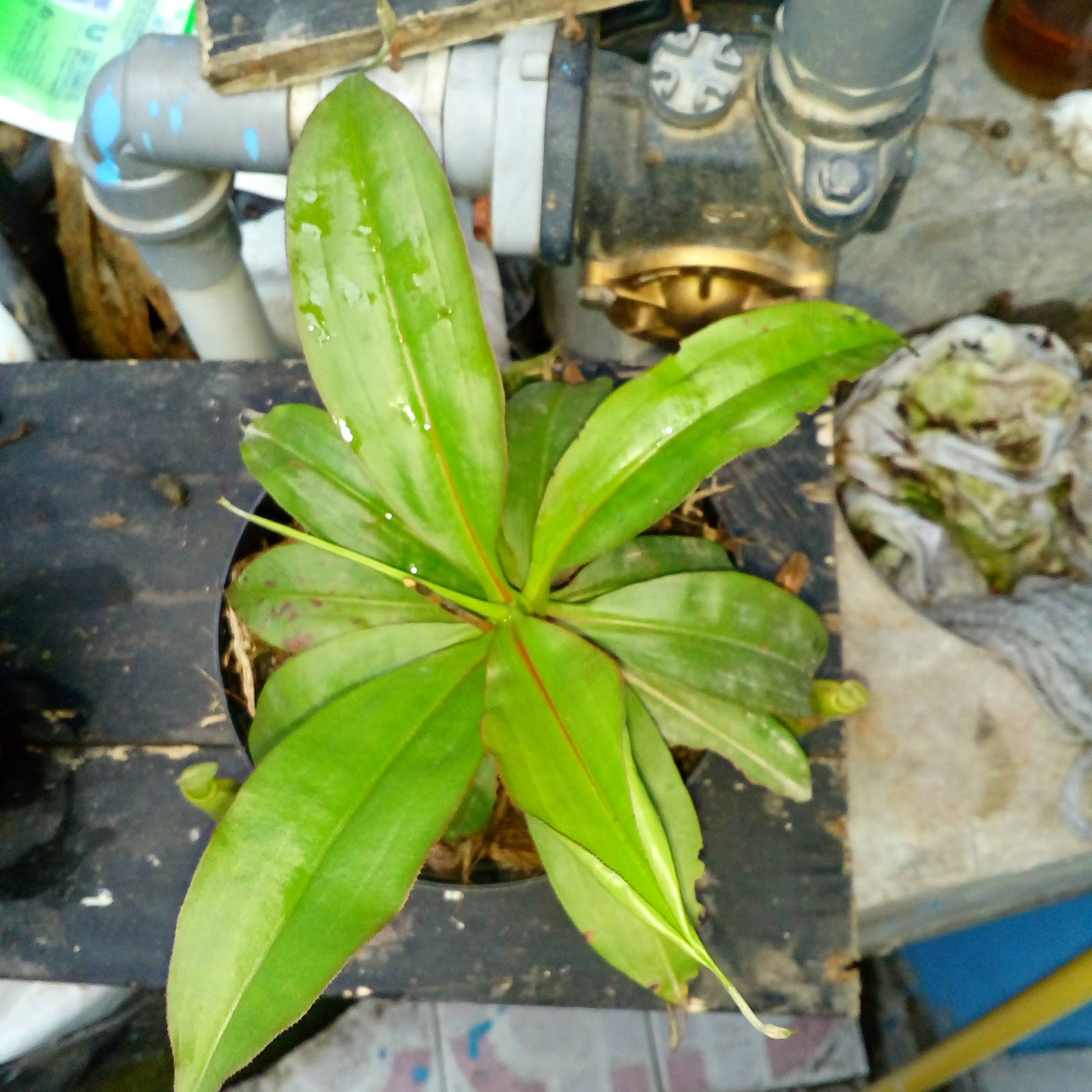 Kantong Semar ~ AKUada