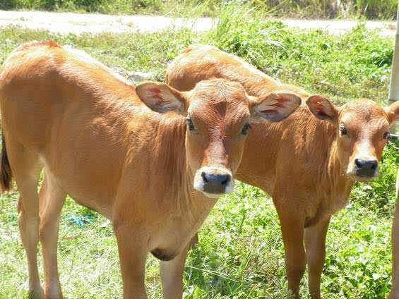 Ciri-ciri Sapi Bakalan, Indukan dan Pedet Yang Bagus