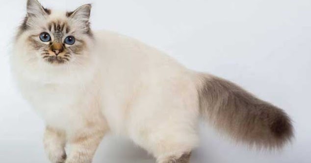 Detailed information about the birman cat and features of the birman cat