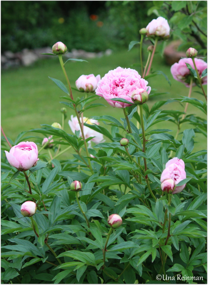 Hallatar-blogi : Pionit nuo armaat pallerot!