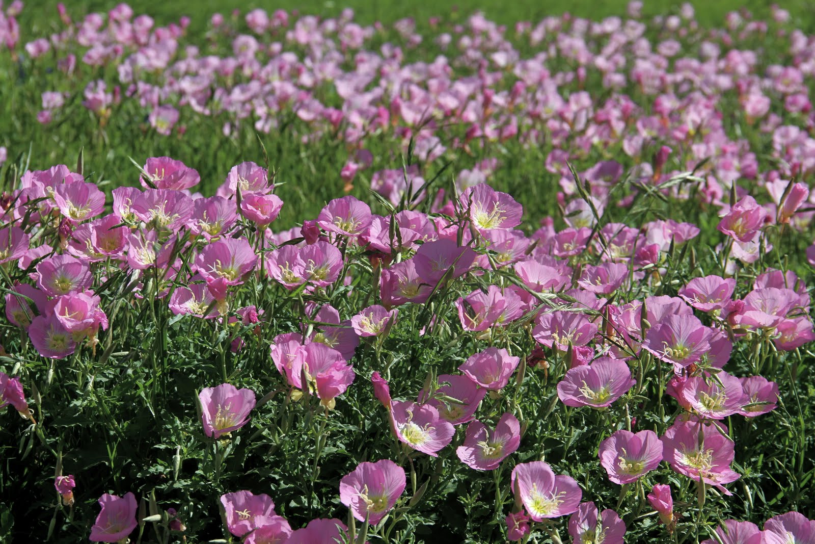 Picture the Word: Pink Primrose