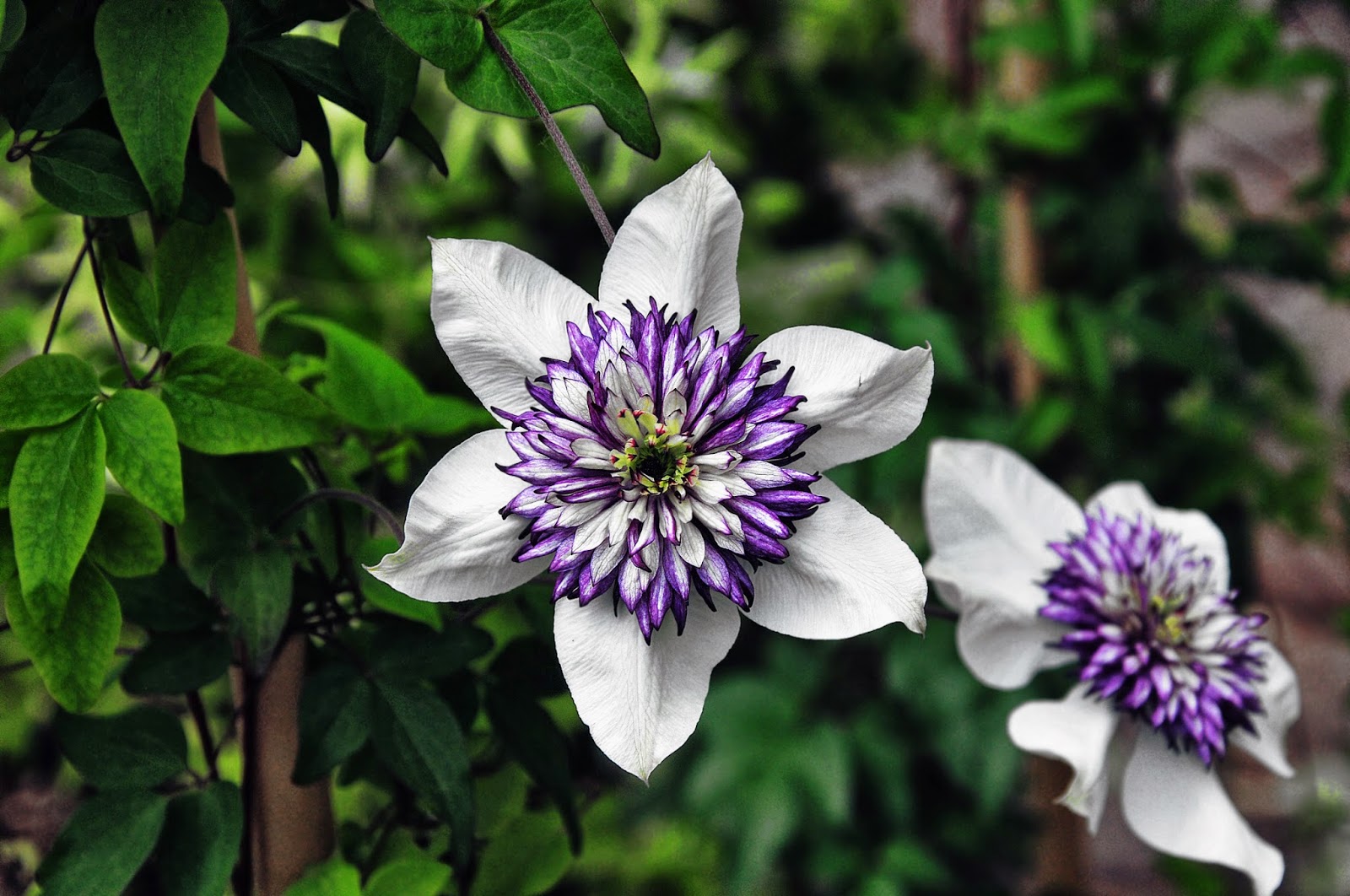 Torino In My eyes: Flowers Show : Clematis