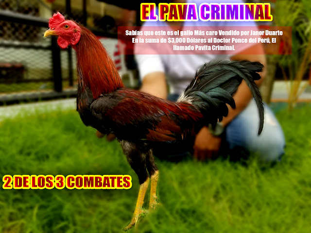 EL PAVA CRIMINAL, EL GALLO VENDIDO MAS CARO POR JANOR DUARTE EN 3,000 ...
