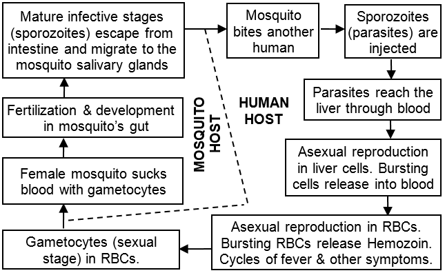 Human Health and Diseases - Notes | Class 12 | Part 1: Common ...