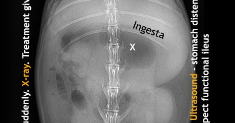 Veterinary, Photography and Travel Stories for vet students and pet ...