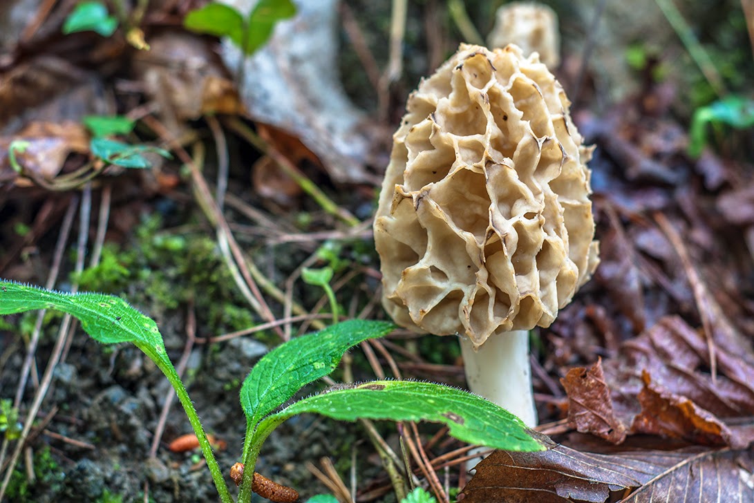 Morchellaceae ~ Micologia y Fotografia