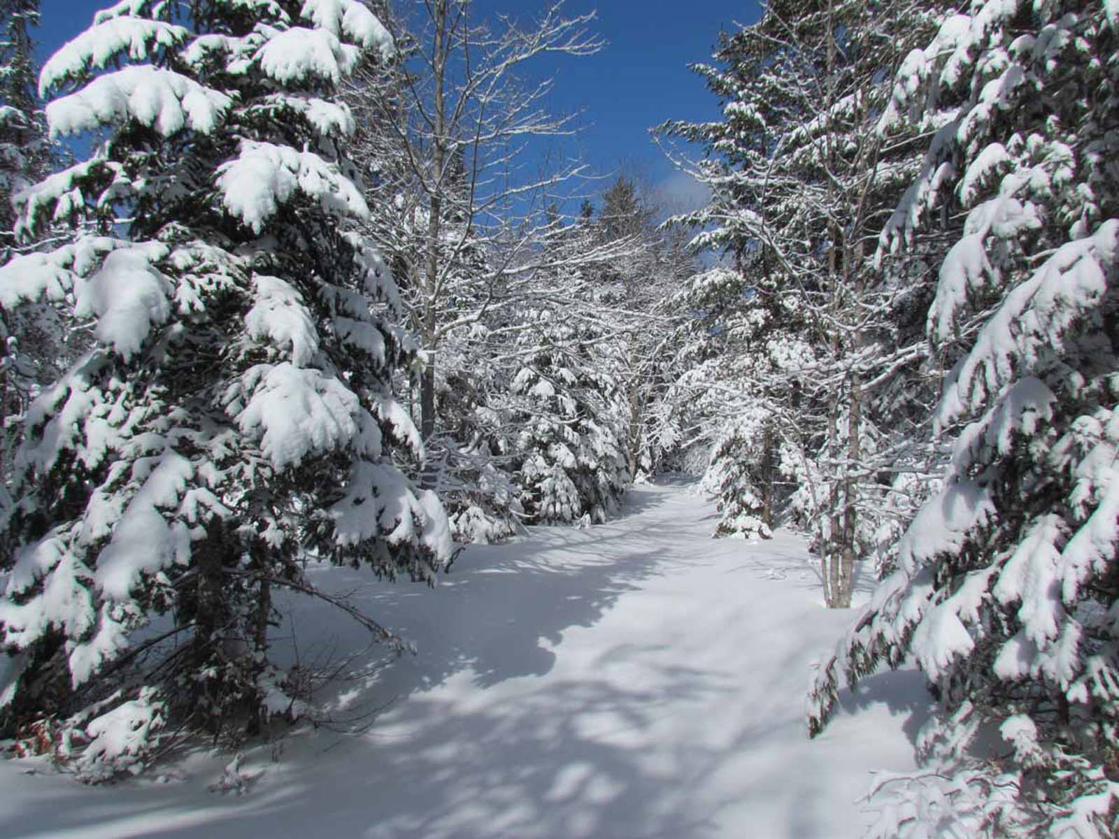 Winter Wonderland Pictures 2013 Wallpapers Winter Wonderland Pictures 2013 Wallpapers