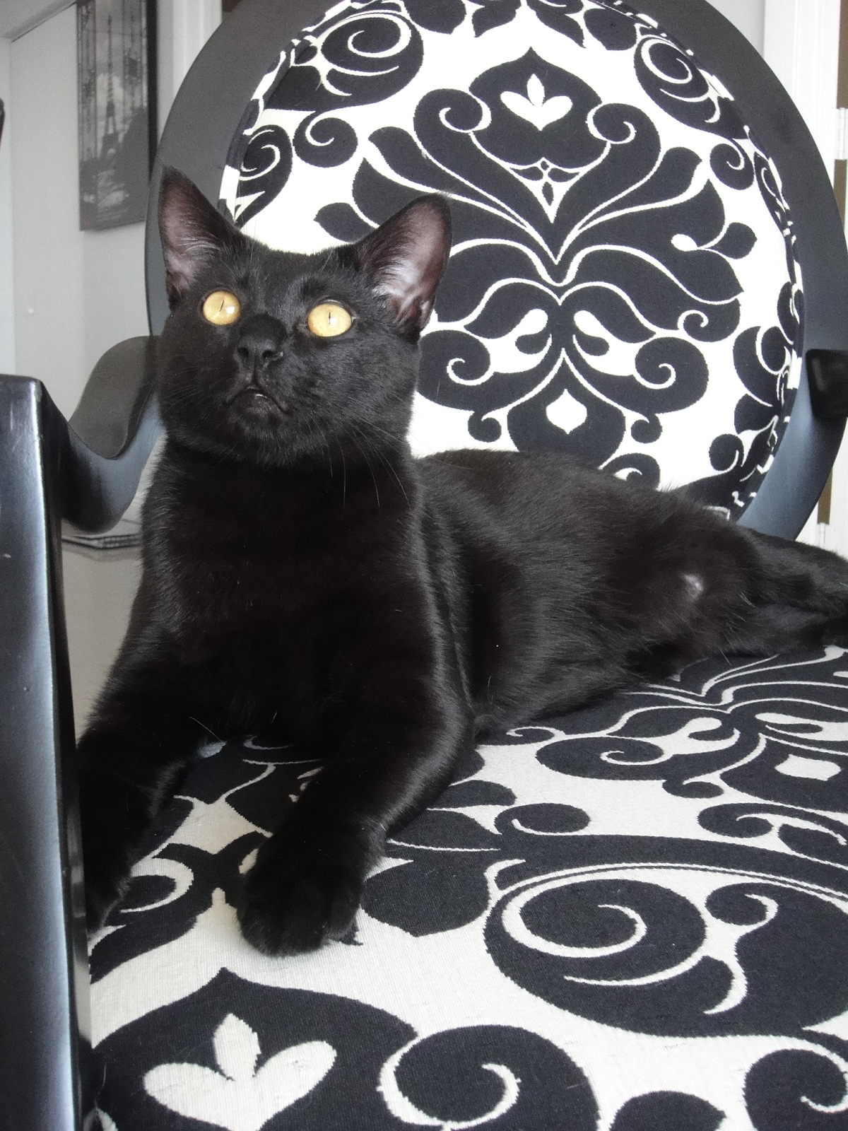 Riverfront Cats, Downtown Miami: Johnny Walker's Scandalous Reveal!