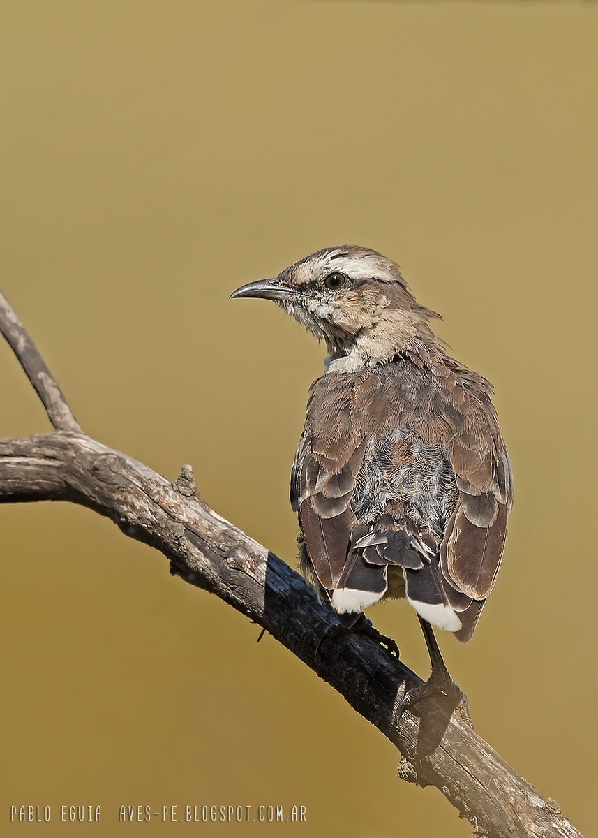 mis fotos de aves: Mimus saturninus Calandria Grande Chalk-browed ...