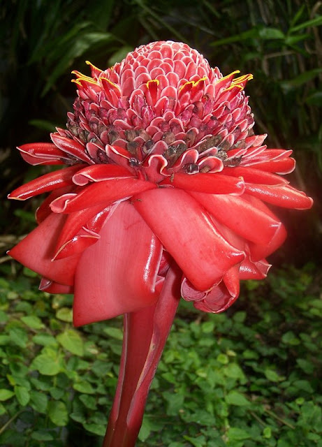 Bila gambar bersuara: Gambar bunga-bunga liar untuk dijadikan corak dan ...