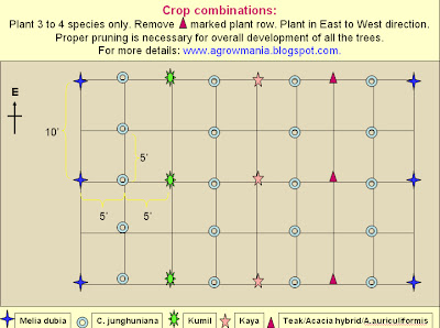 Agroforestry - A blog on Agrihortisilviculture: Crop combinations