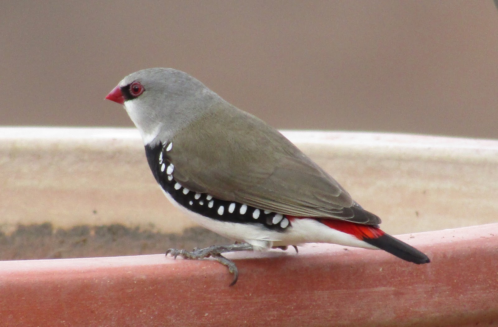Birdlifesaving: Diamond Firetail Finches