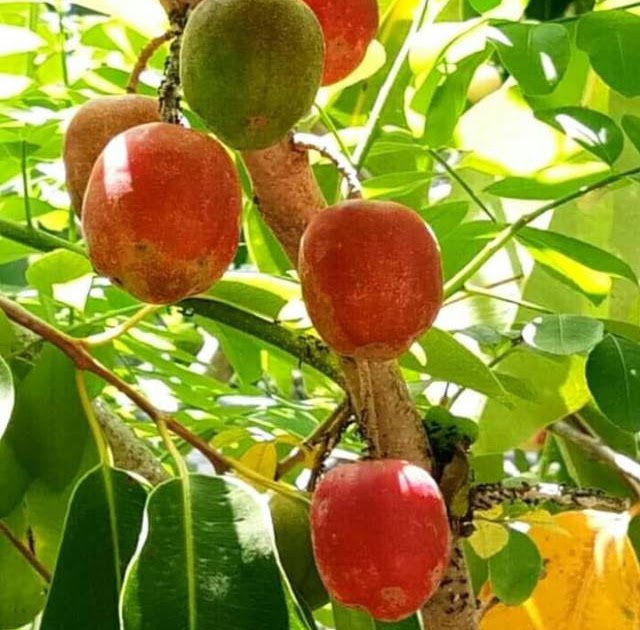 Jual Bibit Kedondong Merah Tanaman Buah Manis Mudah Sekali Cepat Berbuahnya Jual Bibit Kedondong Merah Tanaman Buah Manis Mudah Sekali Cepat Berbuahnya