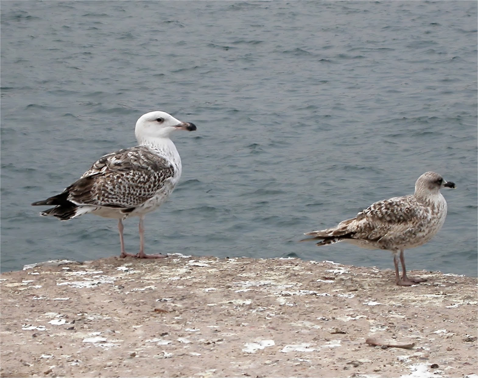 Aves y Fotografía de Naturaleza: Gavión Atlántico, Larus marinus, Great ...