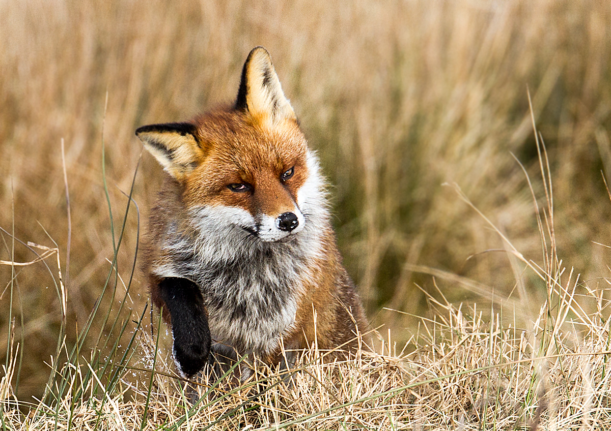 Fra Limfjordens bredder...: Ræven af første division
