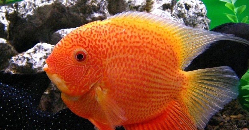Budidaya Ikan Severum (Banded Chidhlid) - cara ternak ikan