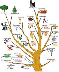 Biology: Materi Biology Kladogram (Pohon Filogeni) Terlengkap