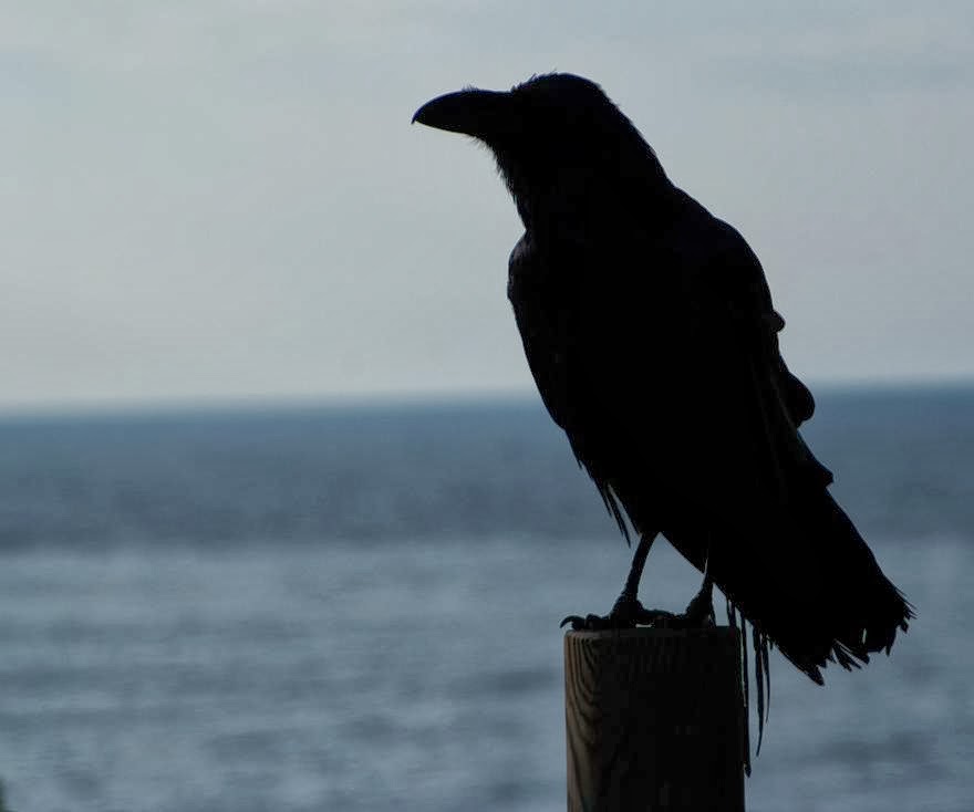 Sinapsis: diciembre 2013