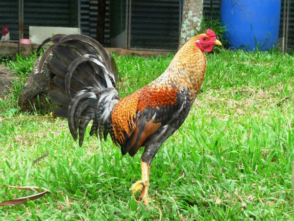 Gallery « COCKFIGHTING