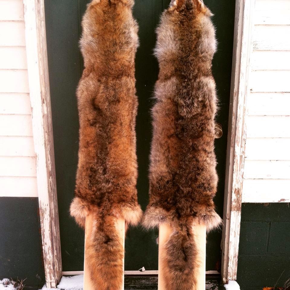 Skye Goode: Putting Up Coyote Fur