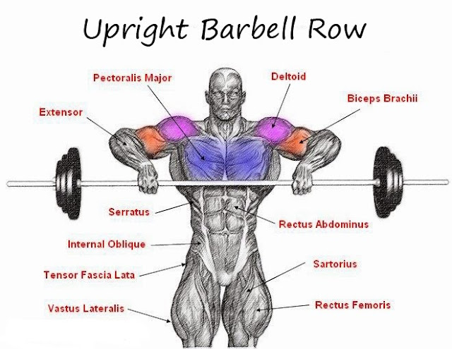 Barbell Exercises That Suit Beginners Multiple Fitness Barbell Exercises That Suit Beginners Multiple Fitness