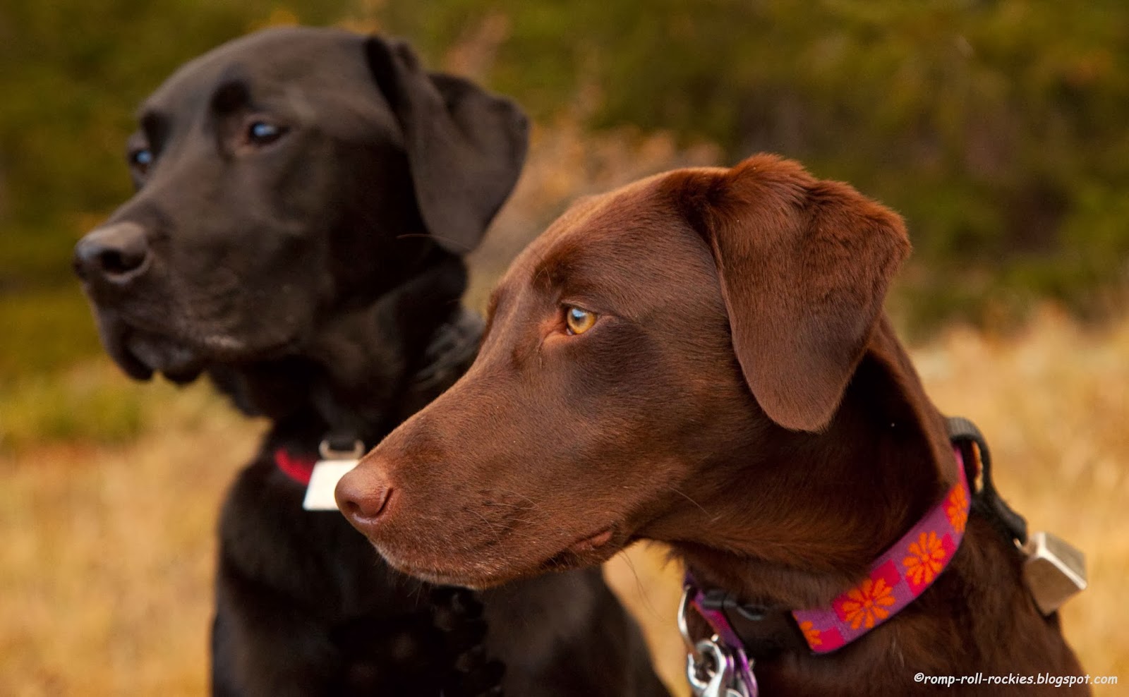 Romping and Rolling in the Rockies: The Cracker Dog Returns
