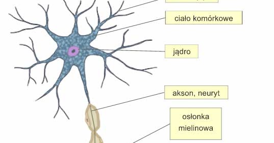 Znak Czasu: ANATOMIA I FIZJOLOGIA: TKANKA NERWOWA