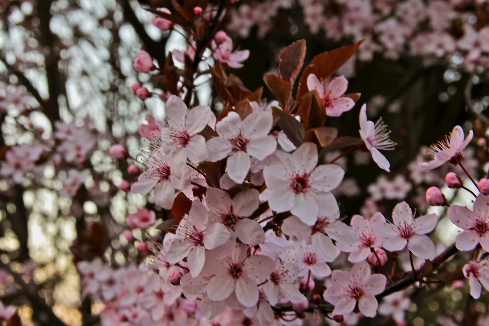 Travelling Diary: Sunset at Heage Windmill,Derbyshire