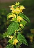 Herbs-Treat and Taste: YELLOW DEAD NETTLE - ONE OF THE OLD ARCHANGELS ...