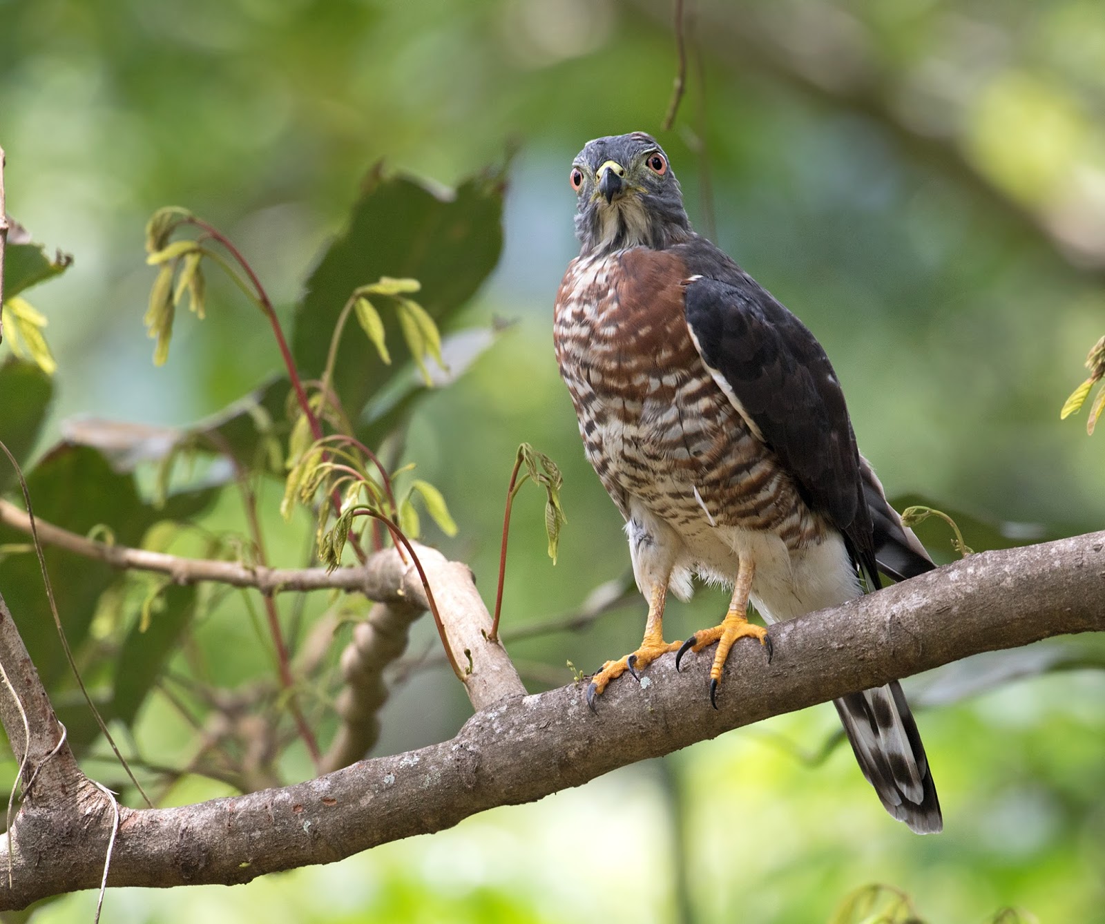 Lost in BIrding: Costa Rica Bird Challenge: Day 3, (14 Oct 2017)