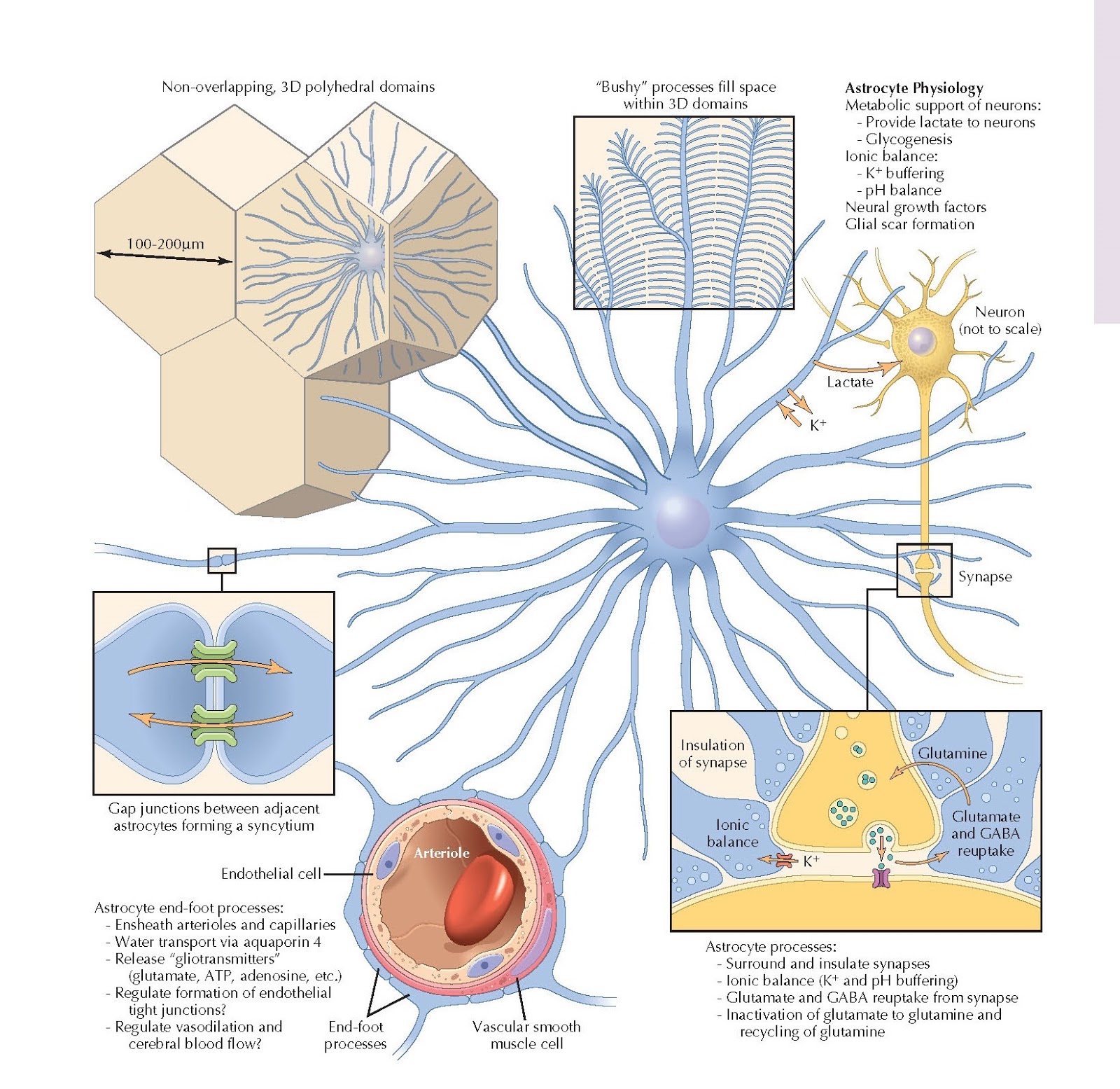 ASTROCYTE BIOLOGY - pediagenosis