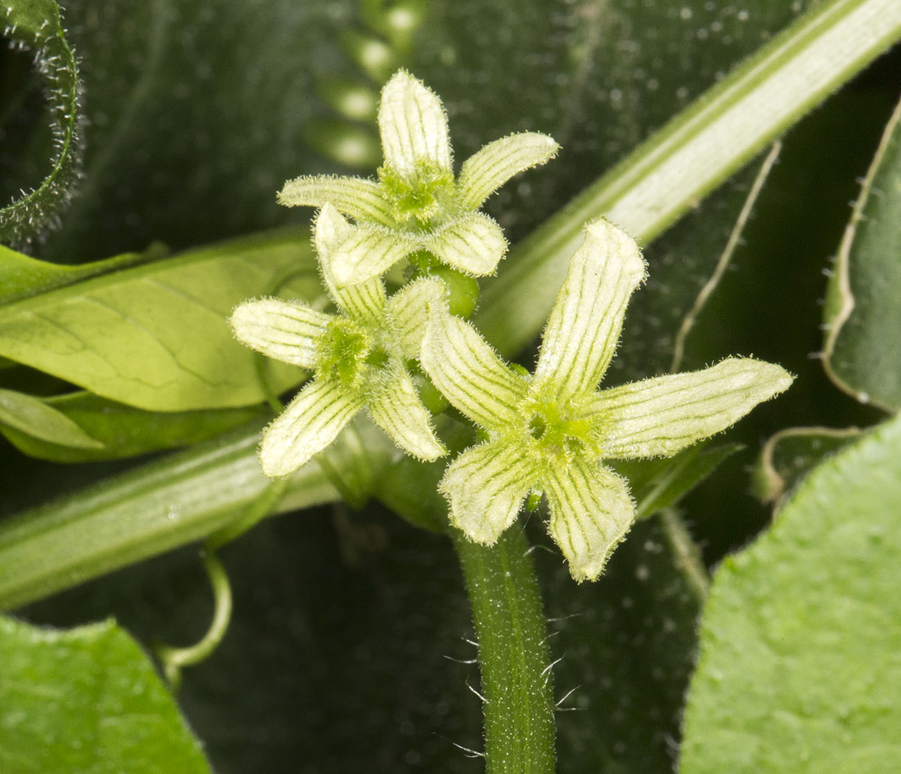 Monad Wonders | Naturally