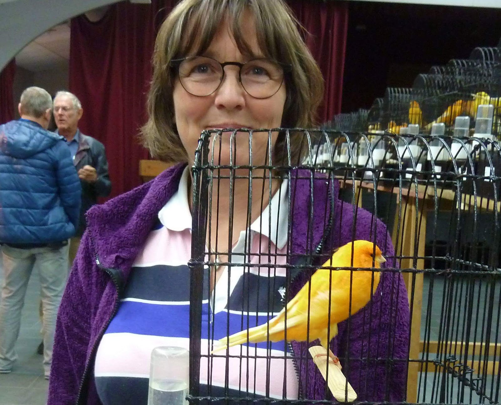 Greek Yorkshire Canaries: Southern Yorkshire Canary Accosiation Show 2016