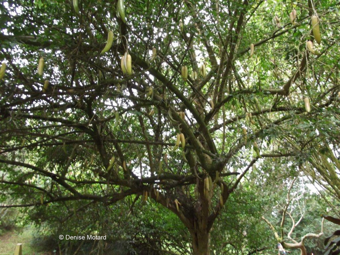 HO'OMALUHIA BOTANICAL GARDEN