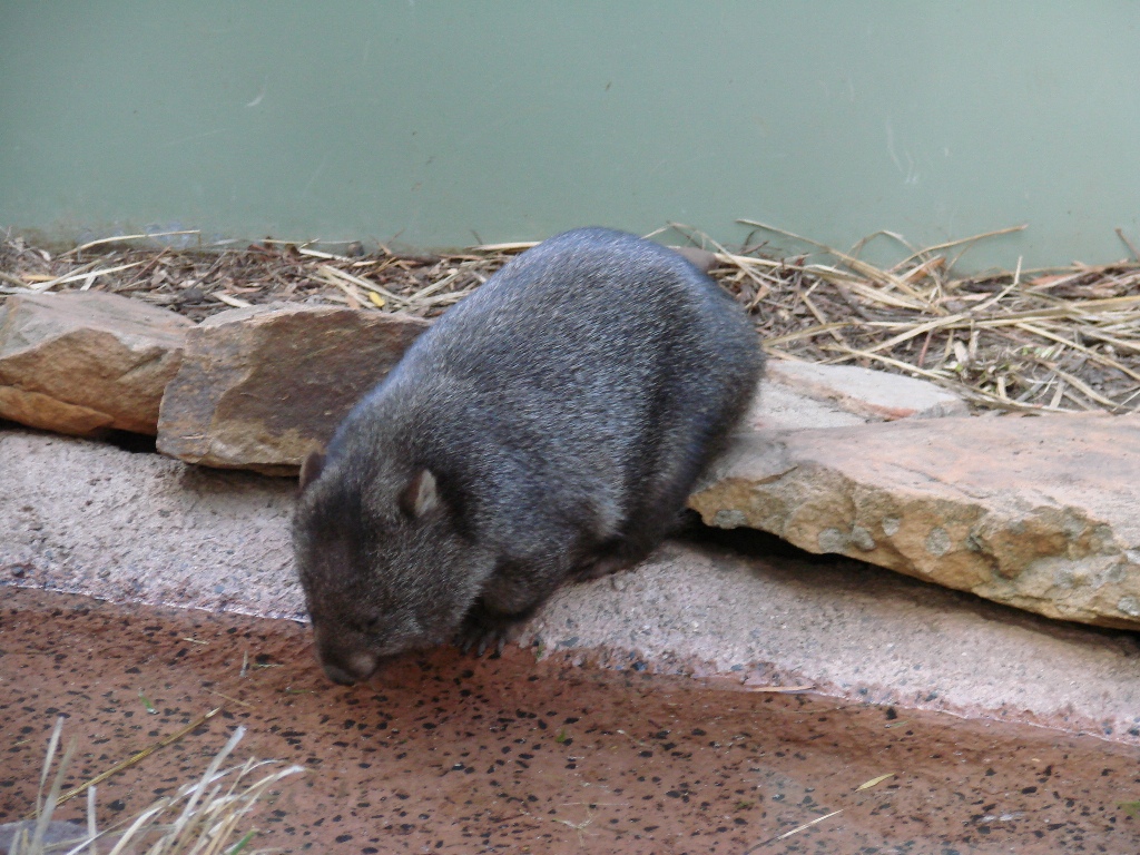 Retendo Momentos: Austrália - Wombat