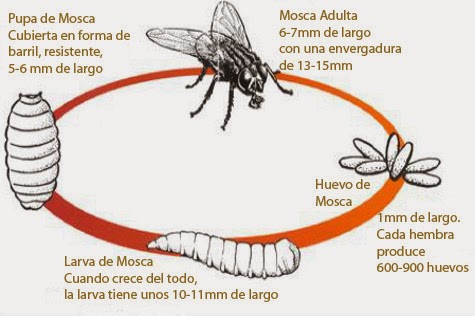 Descubriendo la naturaleza: Tengo una mosca ocupa en mi habitación